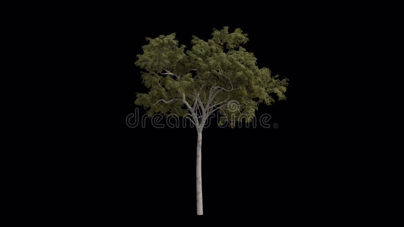 Ghost Gum Tree Blowing in the Wind. Wind Blows the Tree. Alpha Channel ...