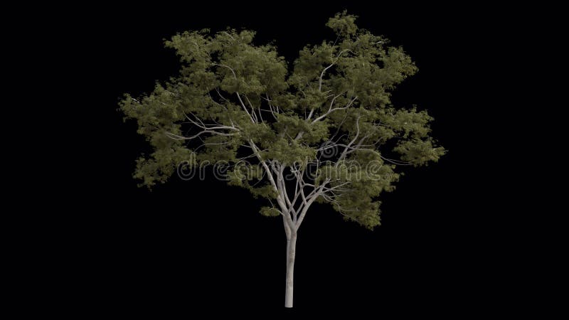 Ghost Gum Tree Blowing in the Wind. Wind Blows the Tree. Alpha Channel ...