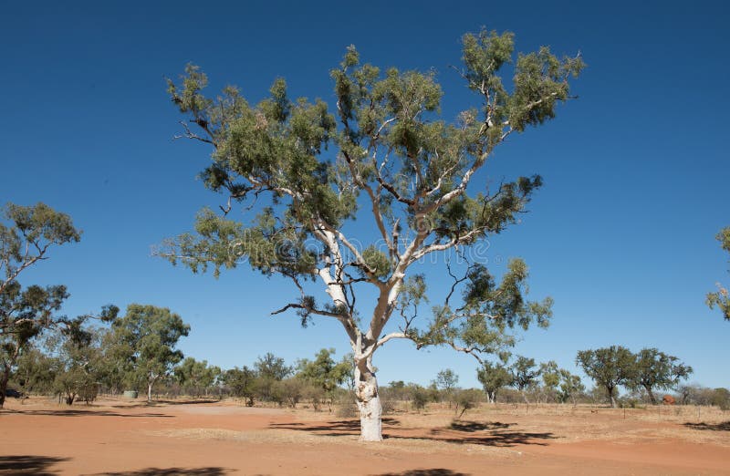 Ghost Gum Tree in the Desert. Stock Photo - Image of desert, country ... Ghost Gum Tree in the Desert. Stock Photo - Image of desert, country ...