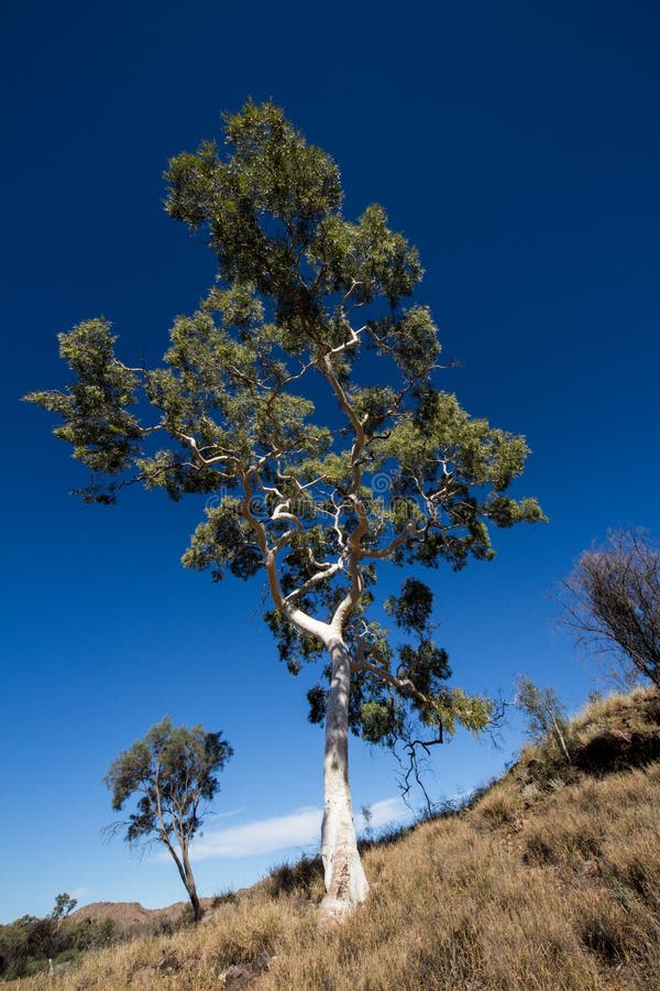 Ghost Gum Tree stock photo. Image of corymbia, aparrerinja - 189387902