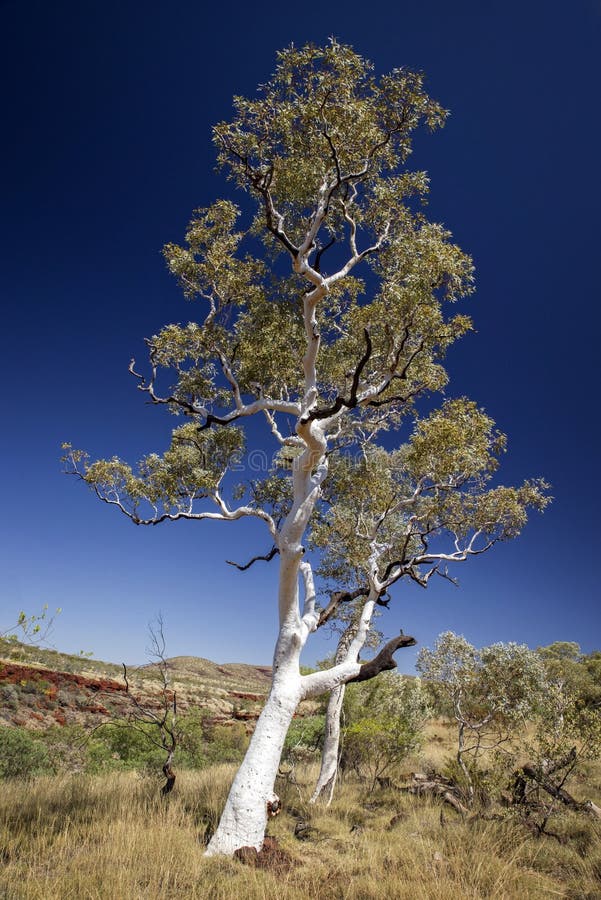 Ghost Gum Tree at the Kimberleys - Western Australia Stock Photo ...