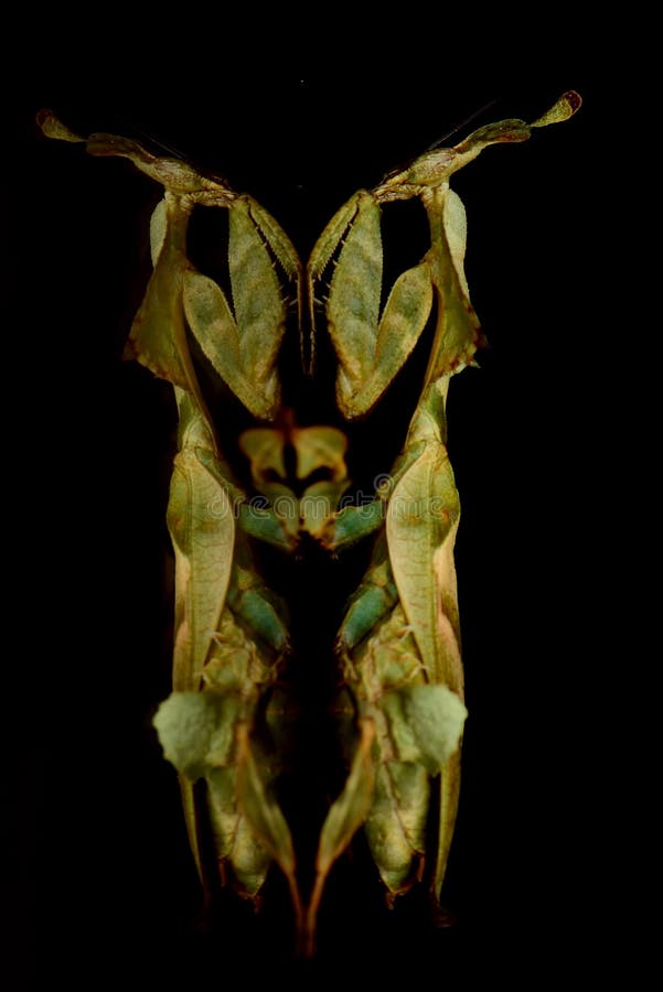 Ghost mantis on leaf stock image. Image of prey, cricket - 3746317