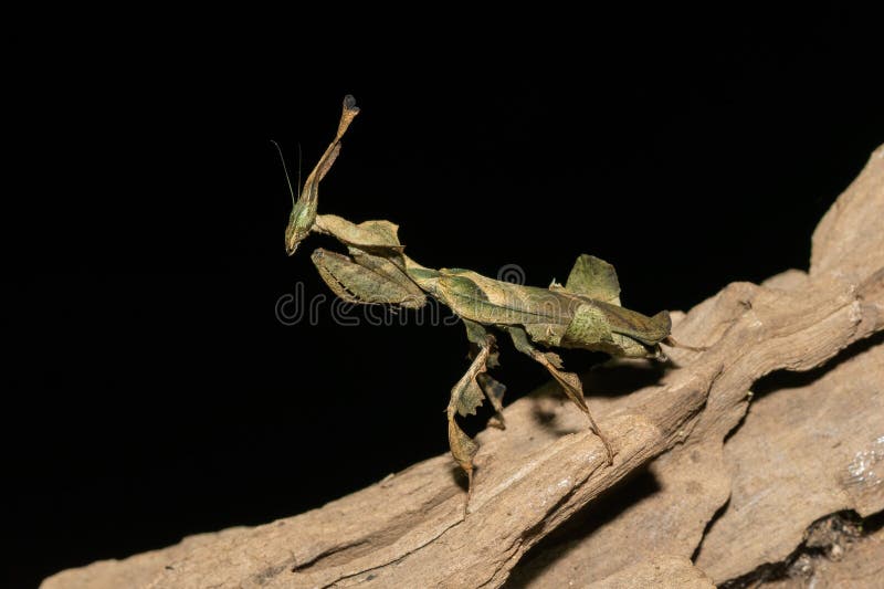 Ghost Mantis (Phyllocrania Paradoxa) Displaying Leaf-like Camouflage ...