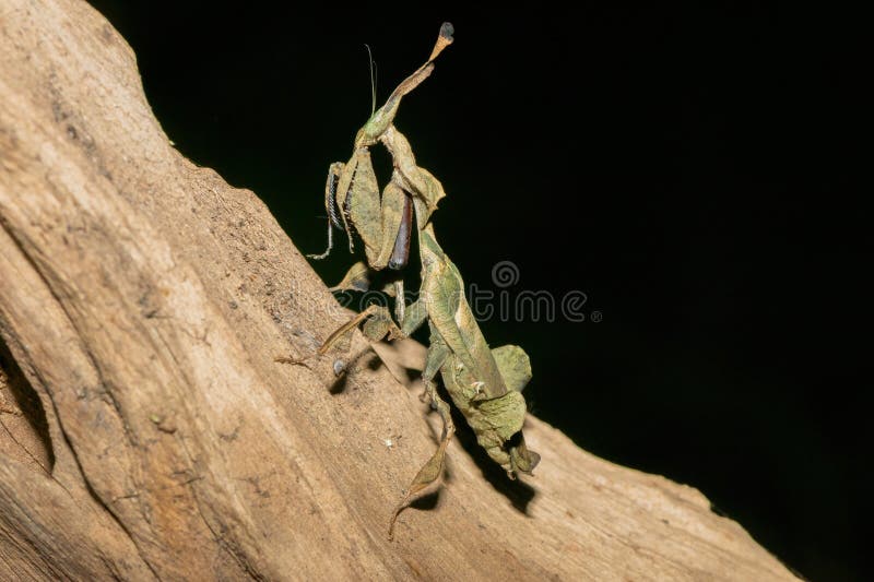 Ghost Mantis (Phyllocrania Paradoxa) Displaying Leaf-like Camouflage ...