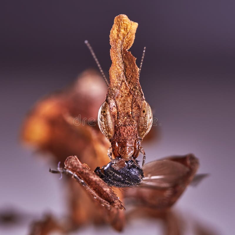 Ghost Mantis Phyllocrania Paradoxa Stock Image - Image of insect ...