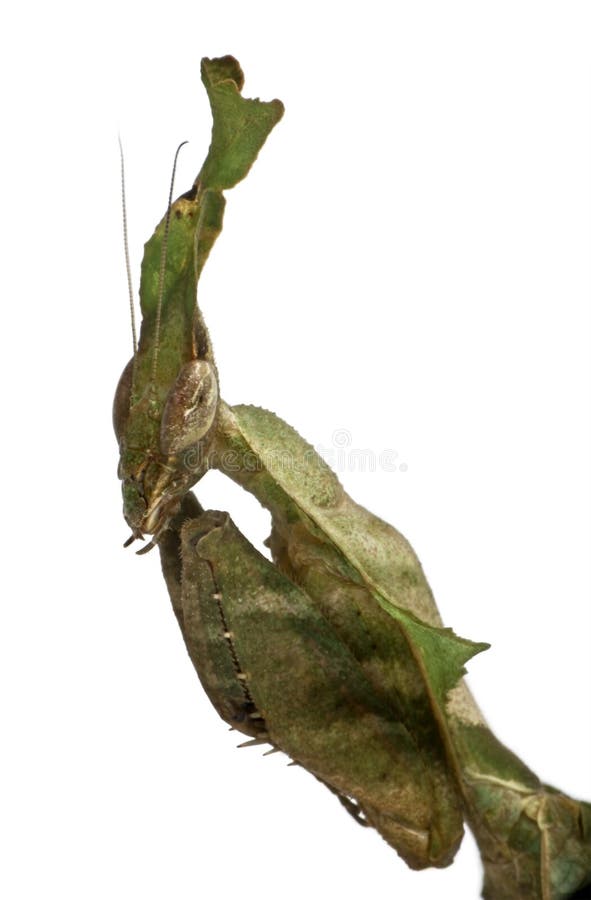Ghost mantis on leaf stock image. Image of prey, cricket - 3746317