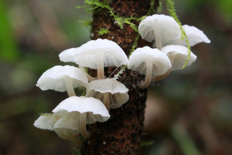 Ghost Mushroom - Marasmiellus Candidus Stock Image - Image of mushroom ...