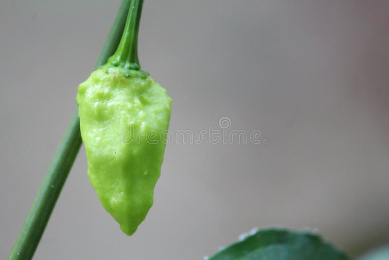 The ghost pepper stock photo. Image of food, vegetable - 260991258