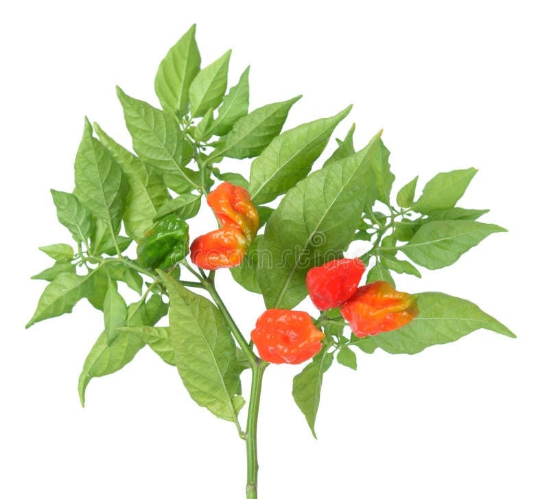 Ghost pepper stock photo. Image of cooking, color, spicy - 140257000