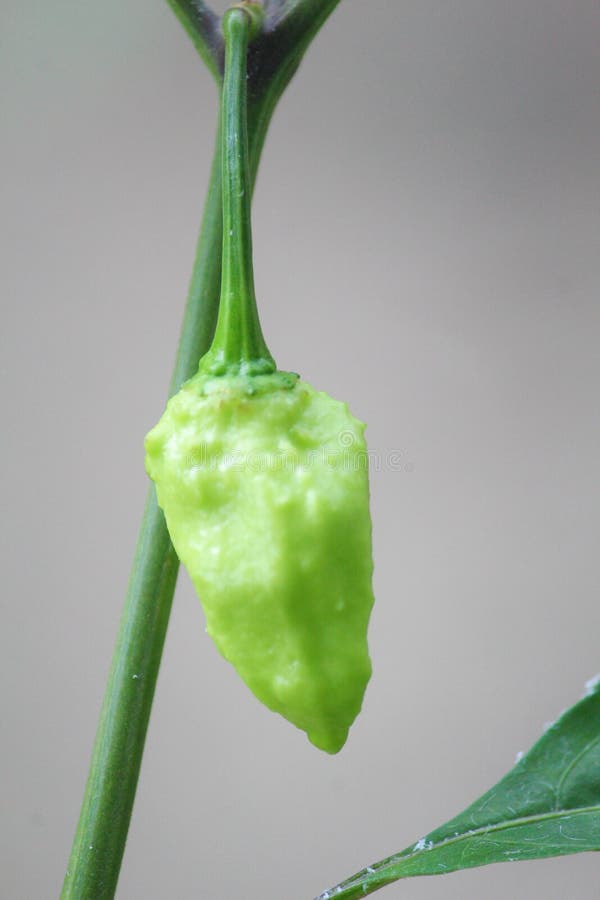 The ghost pepper, stock image. Image of chilli, bhut - 260080901