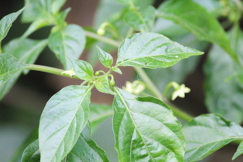 The ghost pepper stock photo. Image of blossom, peppers - 261947100