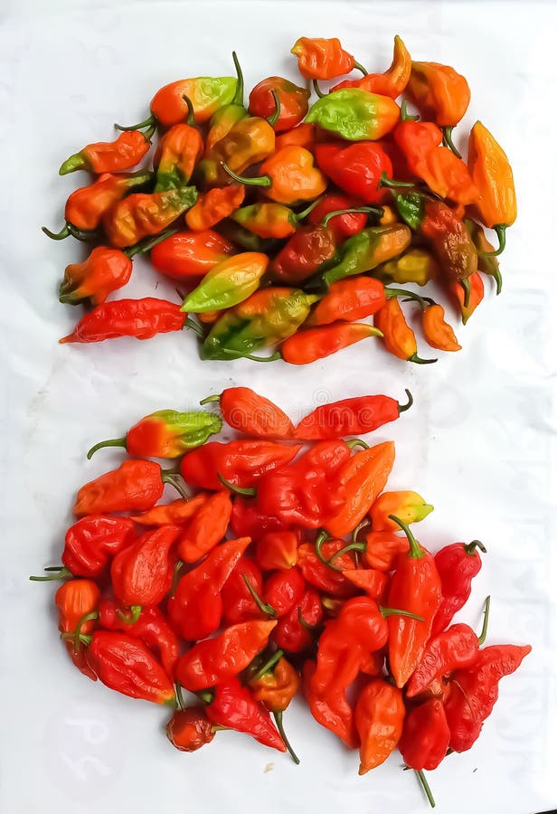 Ghost peppers from a farm stock photo. Image of strawberry - 210749524