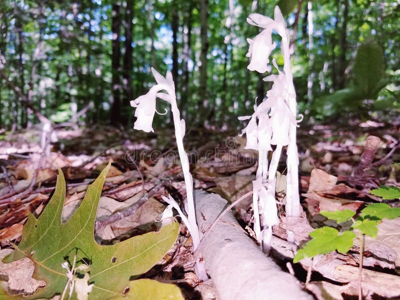 Ghost Pipe Monotropa Uniflora Flowers Growing in the Wilderness. Stock ...