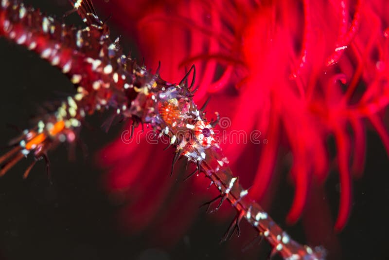 Ghost pipe fish stock image. Image of ghost, ocean, asia - 33609247