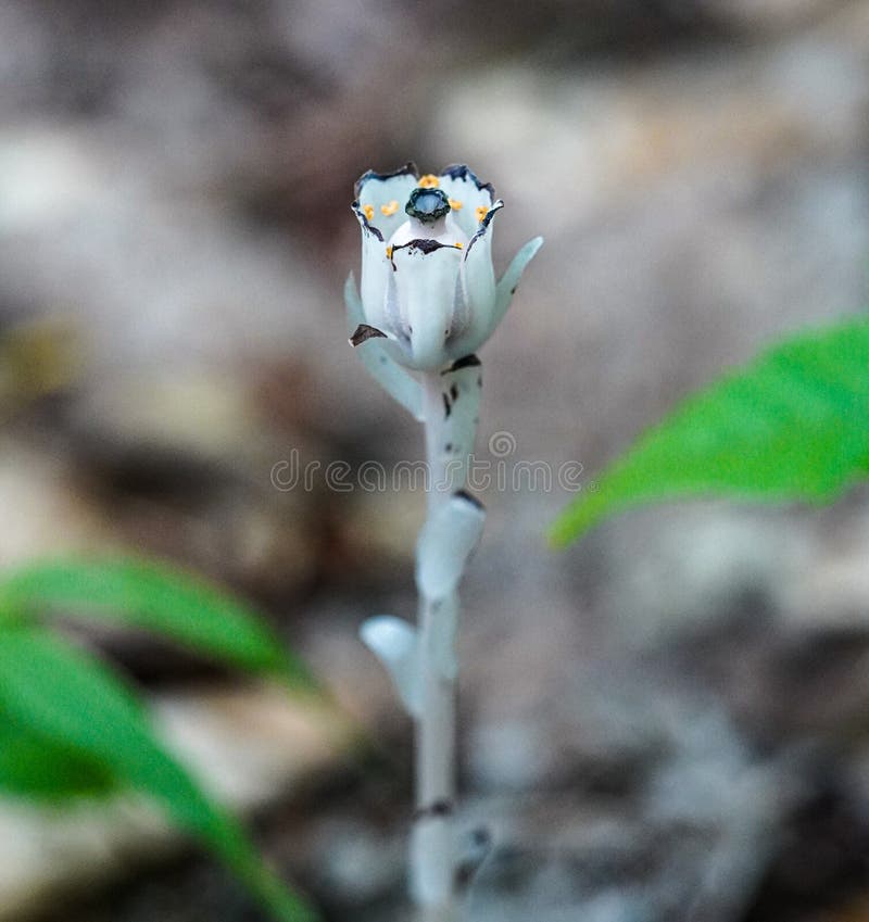 Ghost Pipe or Indian Pipe Flower in the Summer. Stock Photo - Image of ...