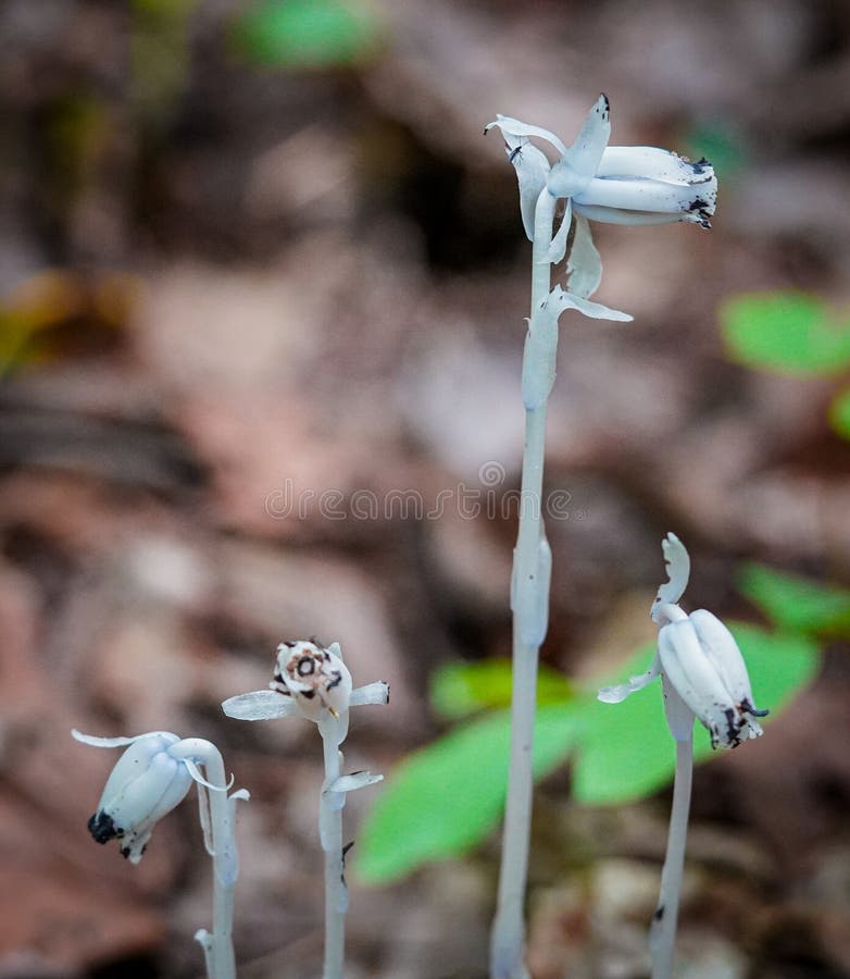 Ghost Pipe or Indian Pipe Flower in the Summer. Stock Image - Image of ...