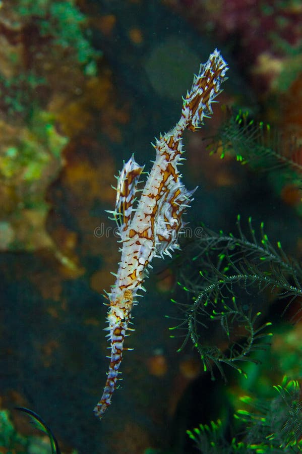 Yellow banded pipefish stock image. Image of banded, tropical - 29959957