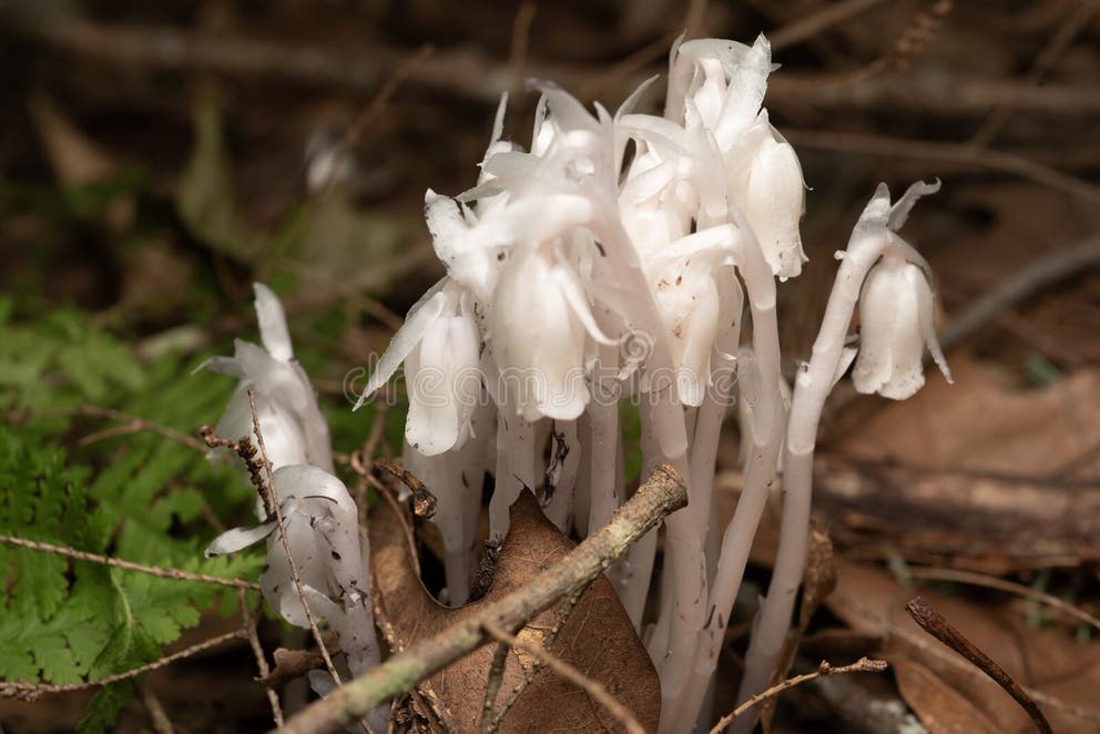 Ghost Plant or Corpse Plant Stock Photo - Image of monotropa, common ...