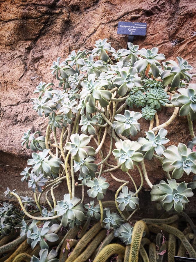 Ghost Plant Whose Scientific Name is Graptopetalum Paraguayense Stock ...