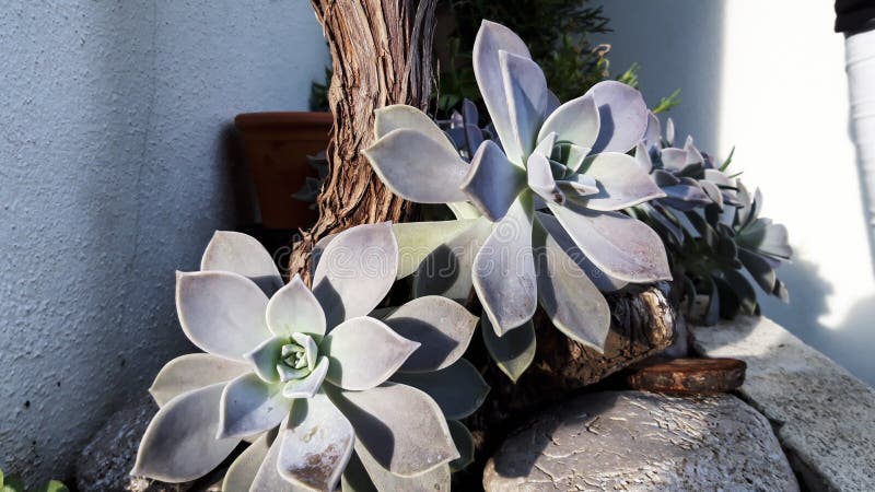 Ghost Plant Macro Close Up stock photo. Image of cactus - 192784534