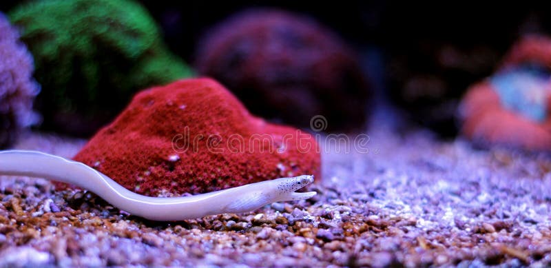 Ghost ribbon eel stock photo. Image of fishes, group - 95893890