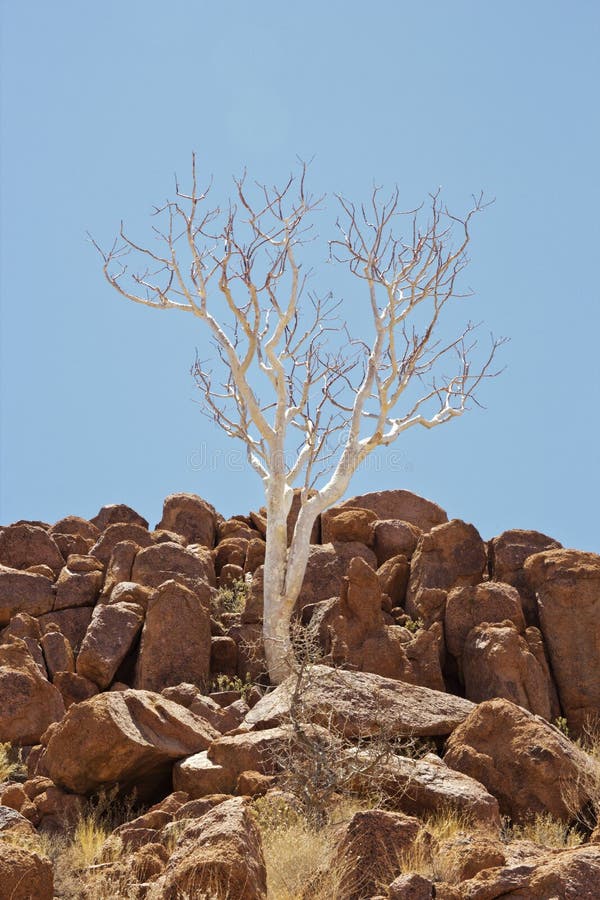 Ghost Gum Tree Against Blue Sky Stock Photo - Image of bush, habitat ...