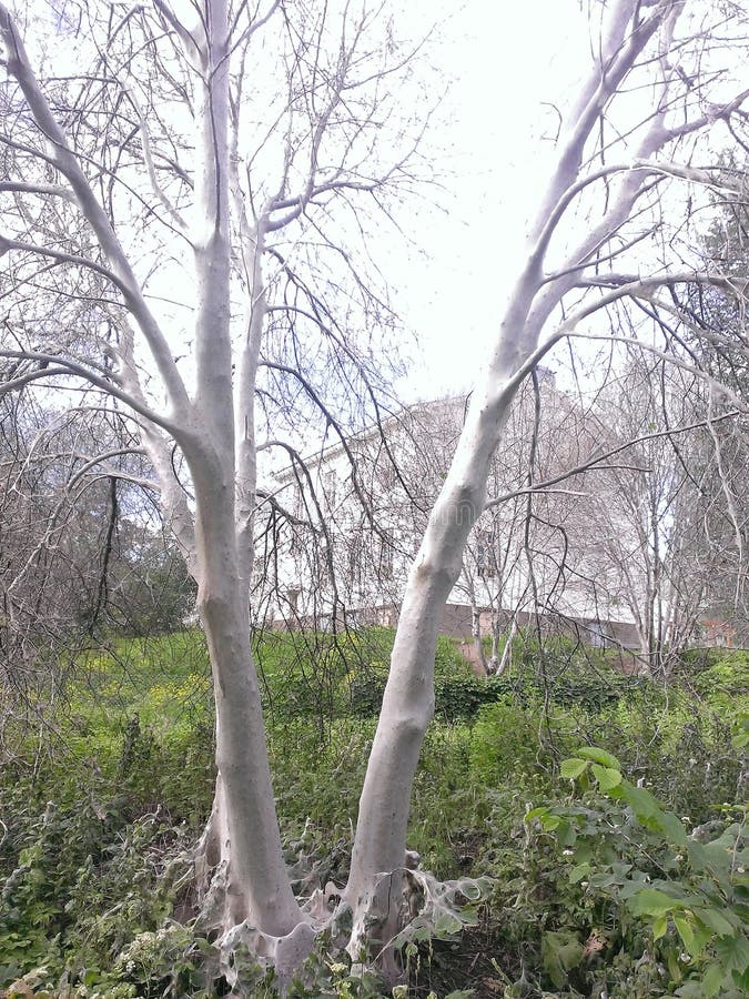 Ghost tree stock photo. Image of deciduous, moth, ermine - 93019790