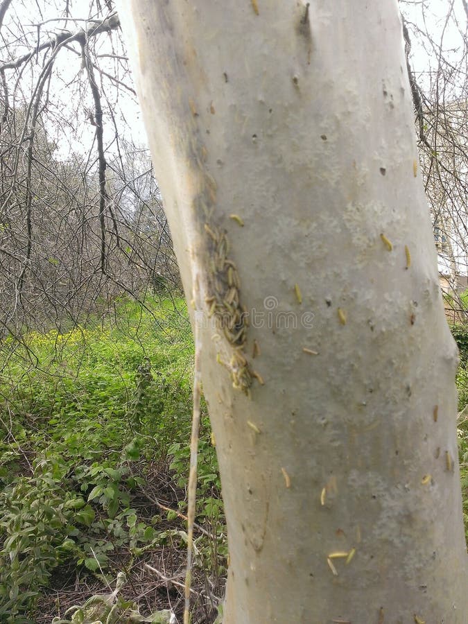 Ghost tree stock image. Image of birch, branch, trunk - 93019845