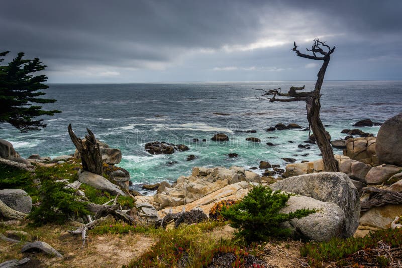 The Ghost Tree and the Pacific Ocean Stock Photo - Image of pebble ...