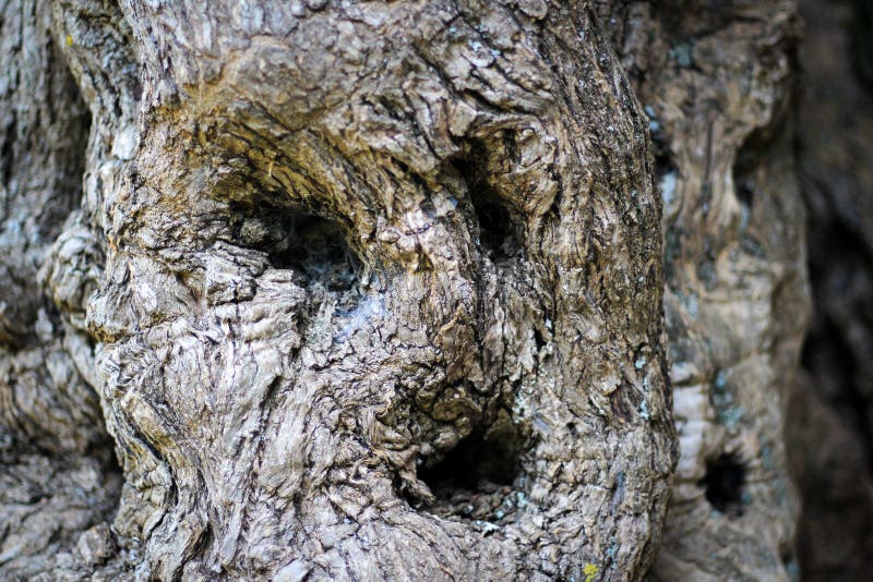 A ghost in a tree stock photo. Image of tree, face, spirit - 98974576