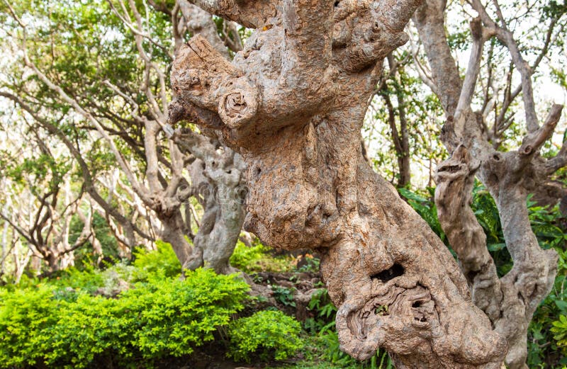 Ghost trees, Yellowstone stock photo. Image of frigid - 28563328