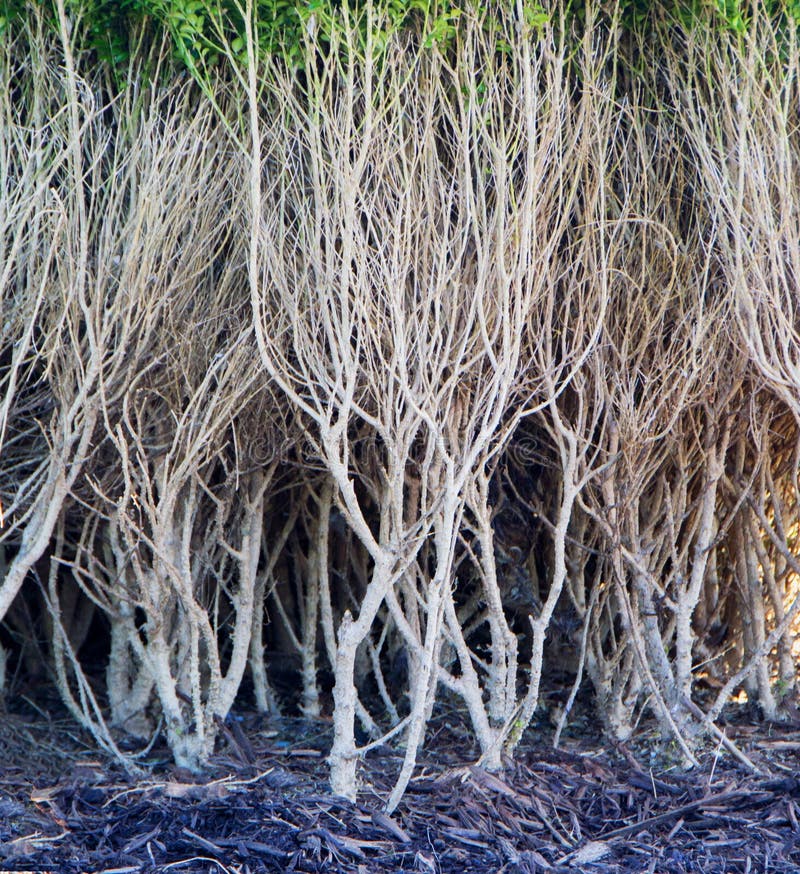 Ghost Trees at Land`s End stock image. Image of california - 120679635