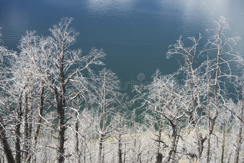 Ghost Trees of Yellowstone beside a Blue Lake. Stock Photo - Image of ...