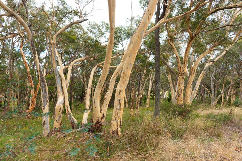 Ghostly Bare Eucalyptus Trunks Stock Image - Image of scenery, straggly ...