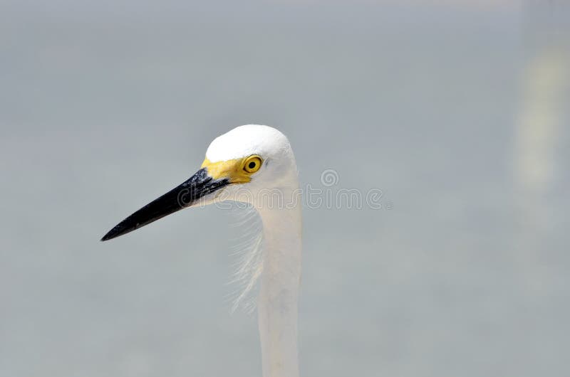 Ghostly bird stock image. Image of blur, shore, ghostly - 60447537