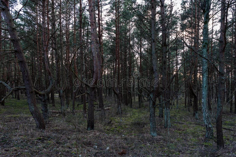 A Ghostly Pine Forest Shines with Sunset Sunlight Stock Photo - Image ...