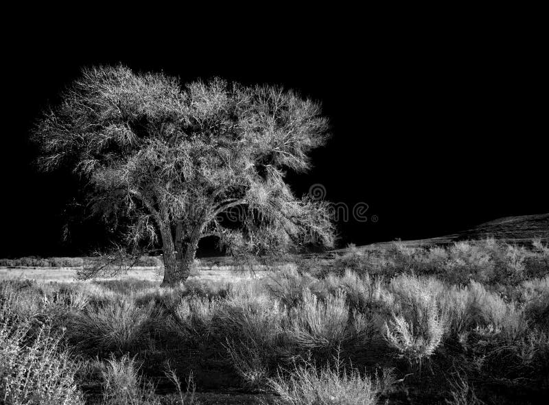 Ghostly tree stock photo. Image of peace, landscape, aspens - 83253190