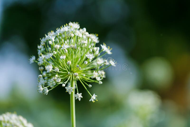 Giacimento Di Fiore Della Cipolla, Giacimento Della Cipolla Verde ...