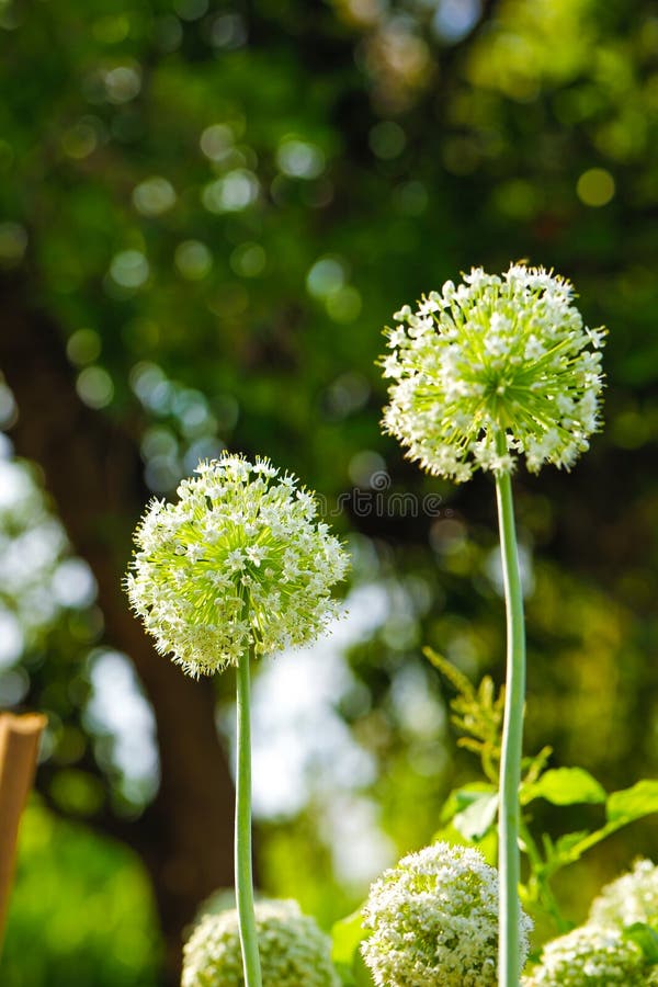 Giacimento Di Fiore Della Cipolla, Giacimento Della Cipolla Verde ...