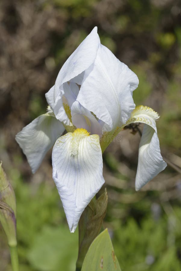 Giaggiolo immagine stock. Immagine di ritratto, tedesco - 110645563