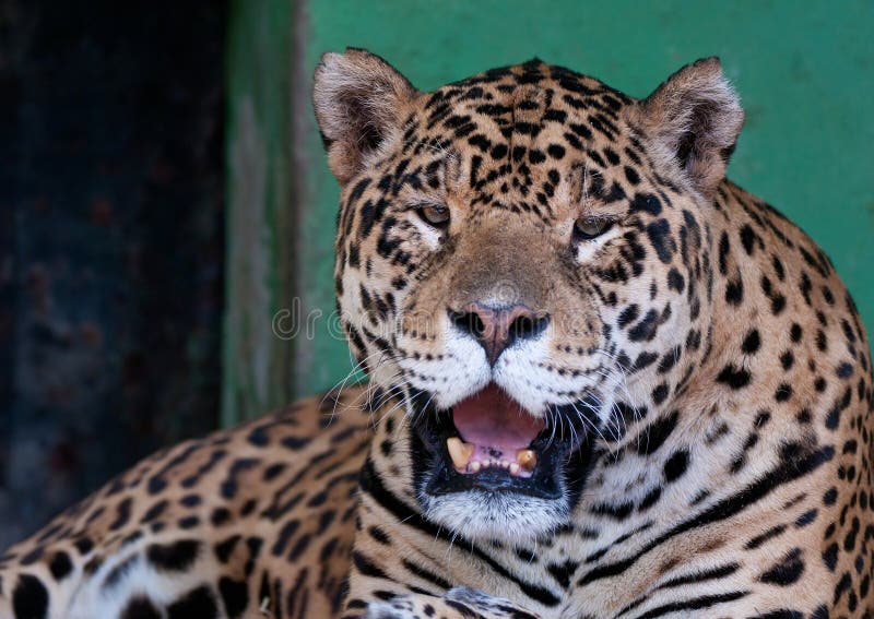Giaguaro fotografia stock. Immagine di giaguaro, selvaggio - 20089944