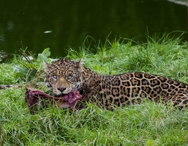 Il Giaguaro Mangia La Carne Immagine Stock - Immagine di piede ...