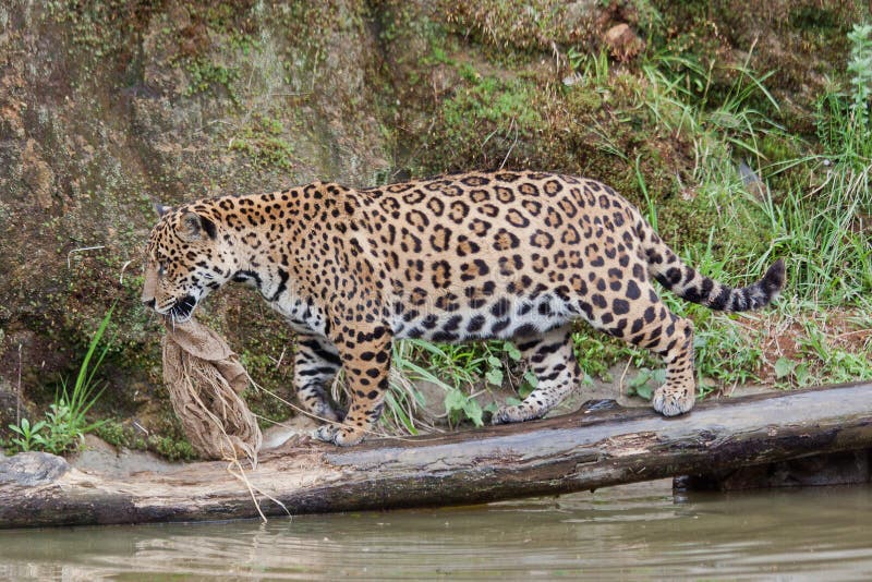 Giaguaro fotografia stock. Immagine di giaguaro, palo - 22532092