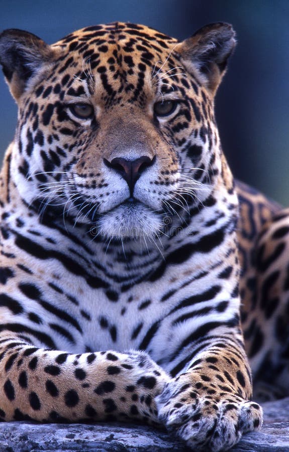 Giaguaro immagine stock. Immagine di arancione, pantera - 5216607