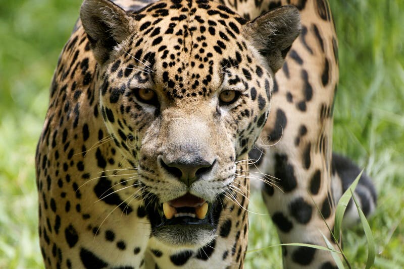 Una Foto Di Un Giaguaro Maschio Immagine Stock - Immagine di jaguar ...