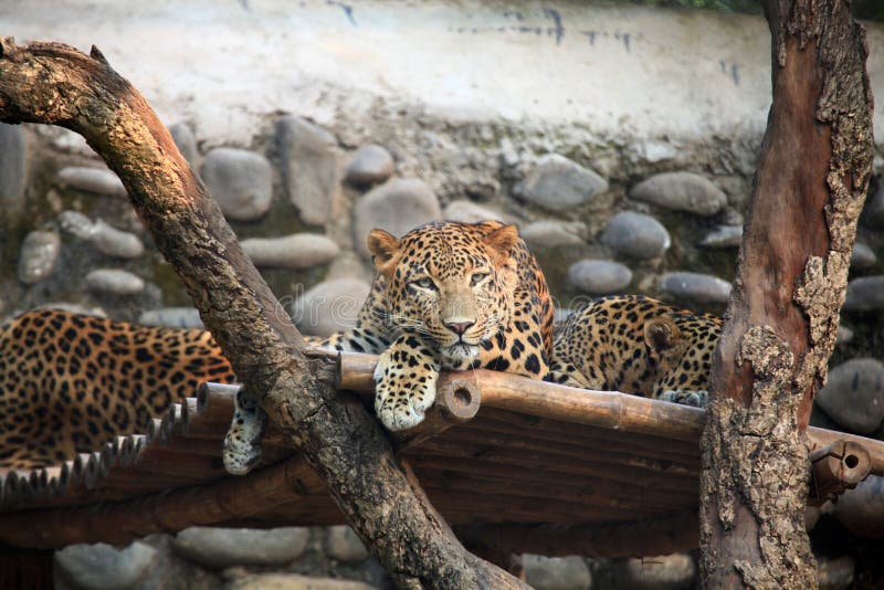 Giaguaro di riposo fotografia stock. Immagine di riposarsi - 61761094
