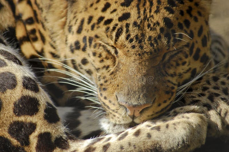 Giaguaro - Vista Frontale, Isolata Su Bianco, Ombra. Immagine Stock ...
