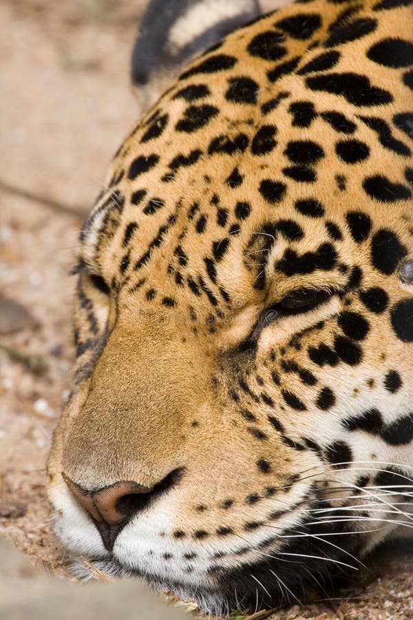 Testa del giaguaro fotografia stock. Immagine di occhi - 2753498