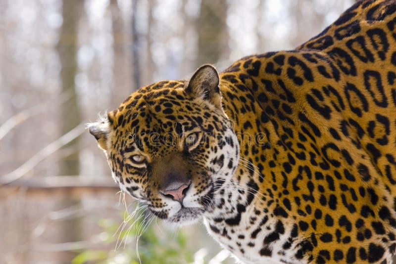 Giaguaro Macchiato Sull'albero Fotografia Stock - Immagine di grande ...