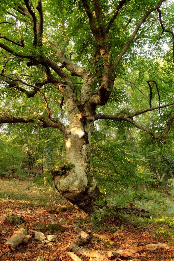 Giant stock image. Image of nature, summer, tree, wood - 17853169